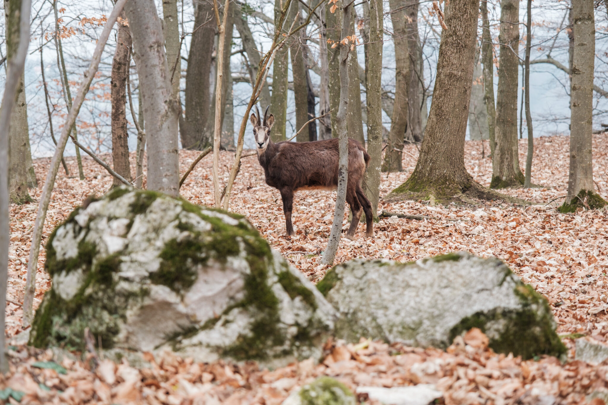 Wildon Buchkogel und Schlossberg Rundwanderung • Wandern in der ...